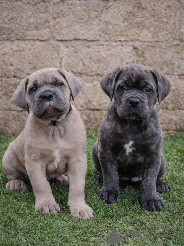 Cane Corso for sale in the city of Šid (Serbia) Price - negotiated ...