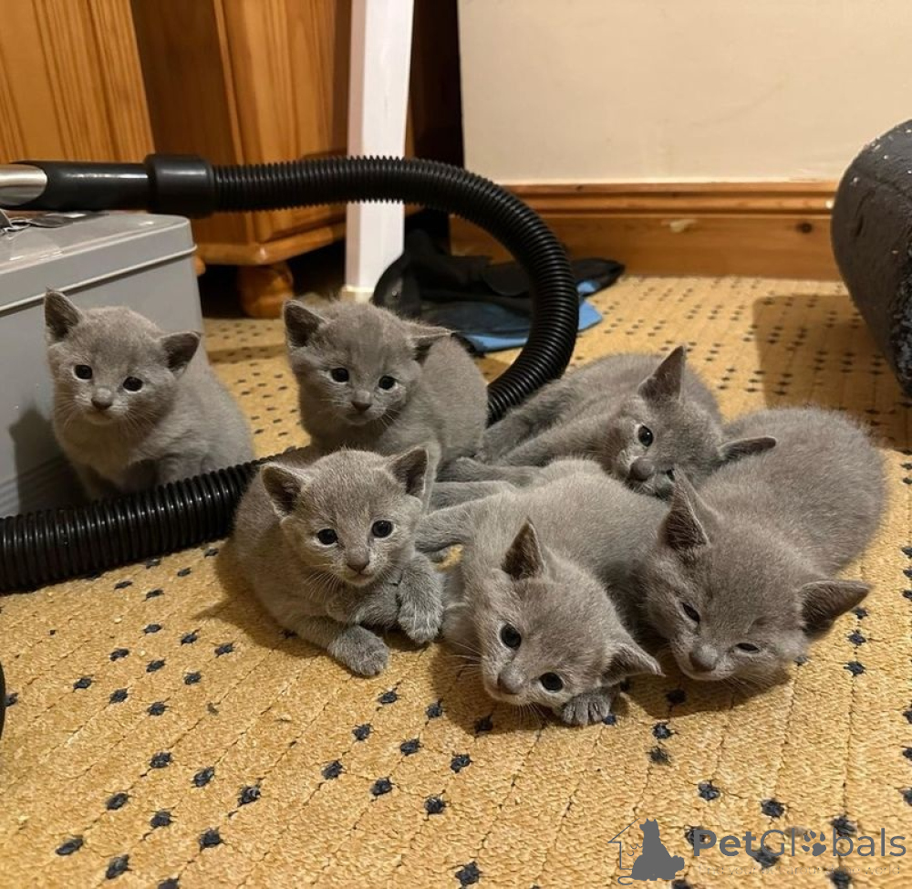Russian Blue for sale in the city of Cologne (Germany) Price - 258$ Announcement № 155932