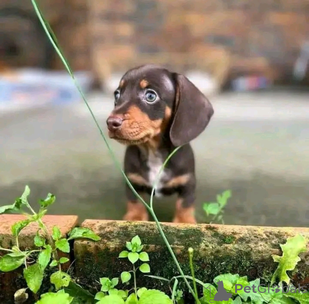 Dachshund for sale in the city of Munich (Germany) Price - 599 ...