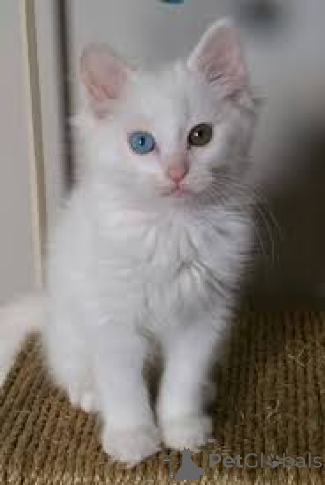 Turkish Angora for sale in the city of Amsterdam (Netherlands) Price ...