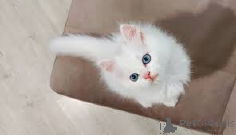 Turkish Angora for sale in the city of Amsterdam (Netherlands) Price ...