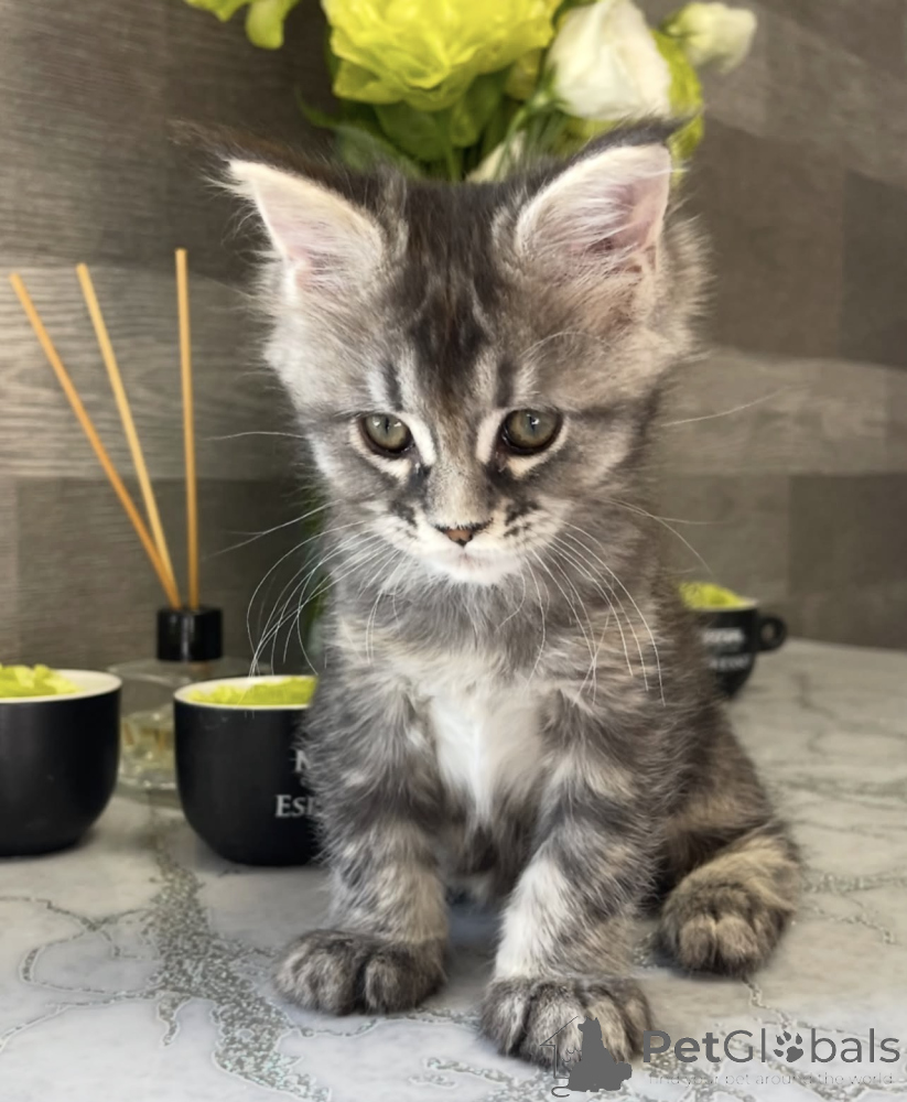 Maine Coon for sale in the city of Bellaire (United States) Price - 550 ...