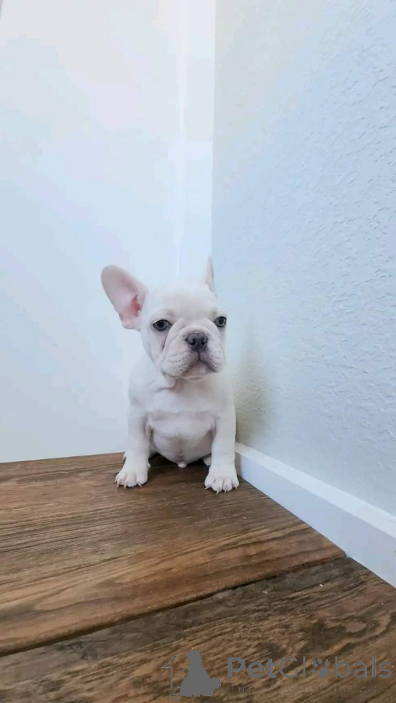 French Bulldog for sale in the city of Marmaris (Turkey) Price - 750 ...