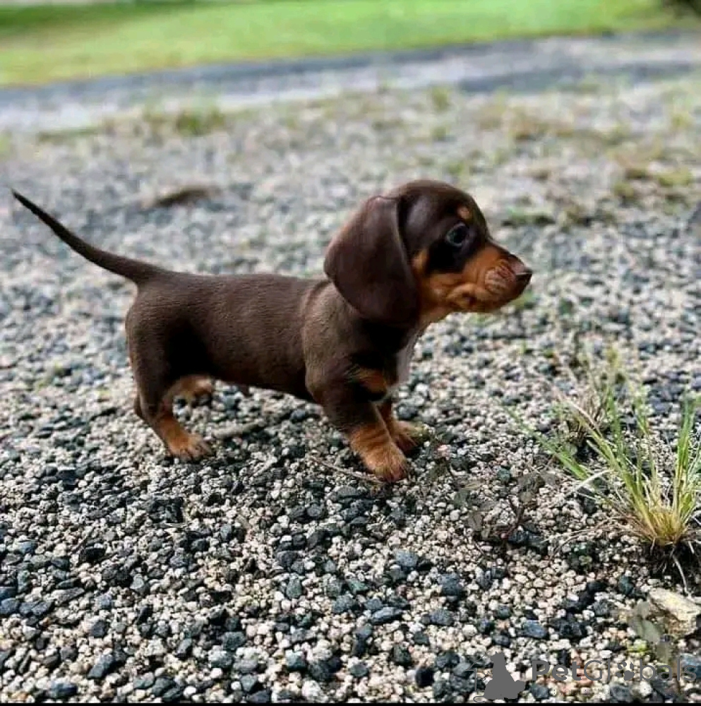 Dachshund for sale in the city of Munich (Germany) Price - 599 ...