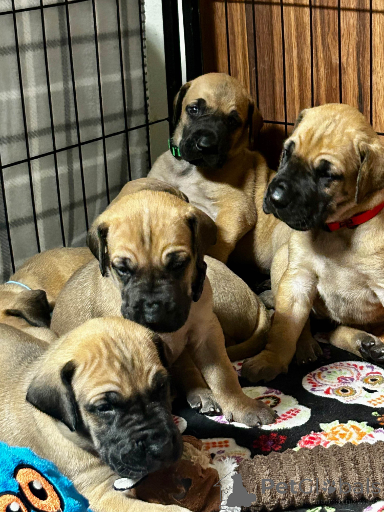 Great Dane for sale in the city of Quebec City (Canada) Price - 800 ...